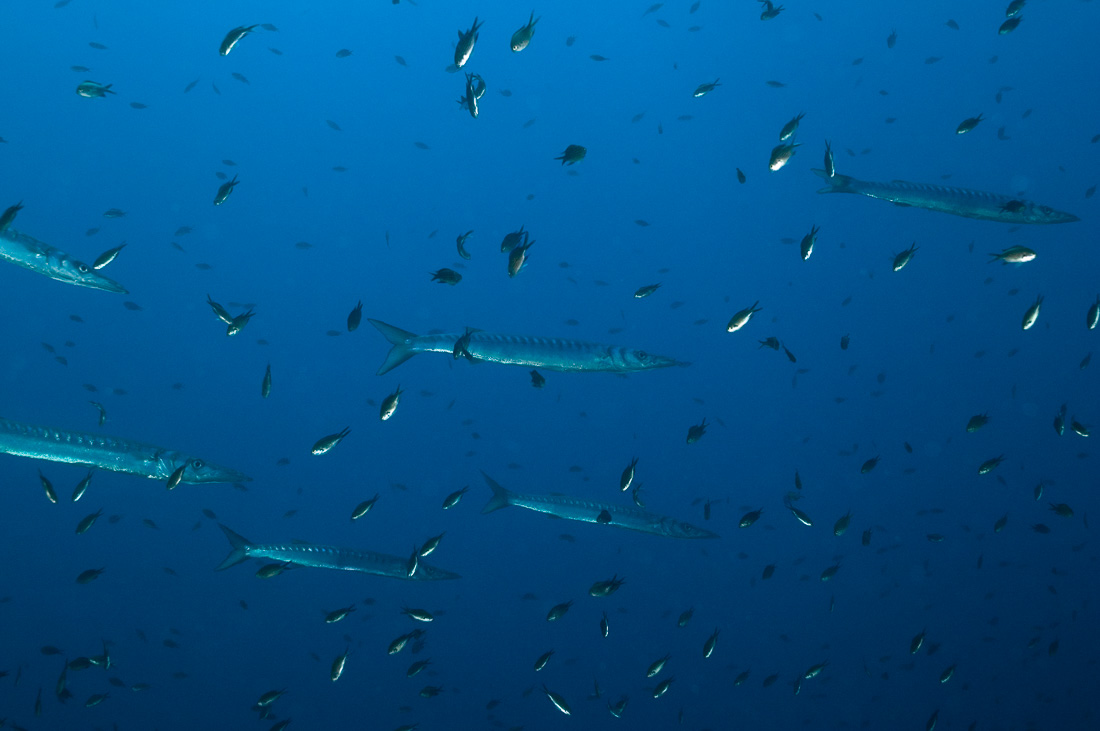 Middellandse Zee | onderwaterfotografie.org