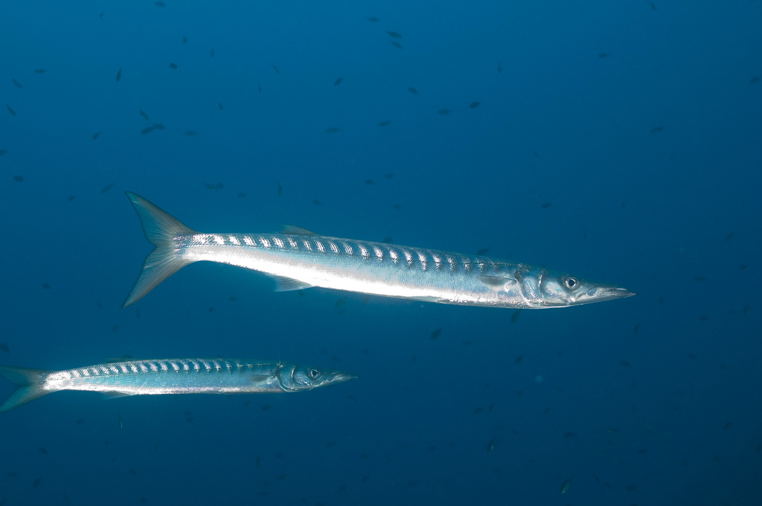 Middellandse Zee | onderwaterfotografie.org